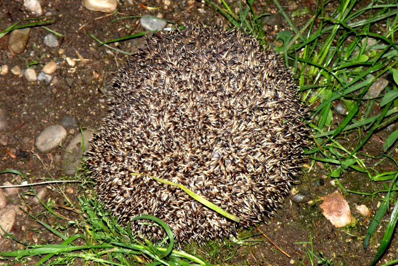 Hedgehog in garden 3 stock image. Image of carpet, decorative - 50773463