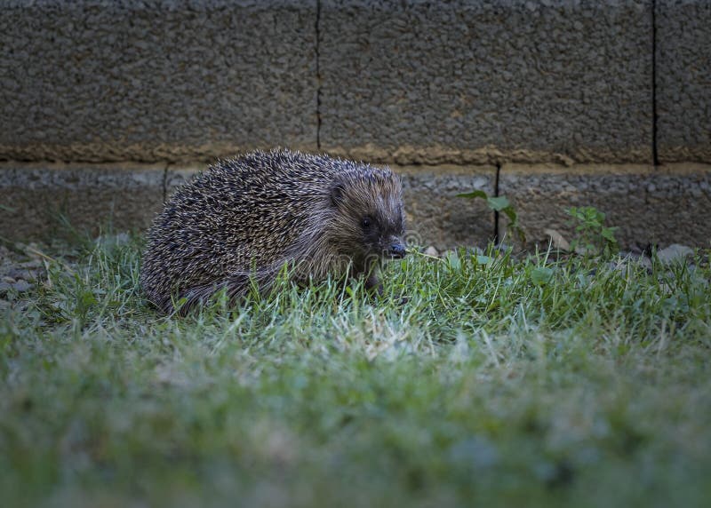 Hedgehog in the garden stock photo. Image of nature - 219794636