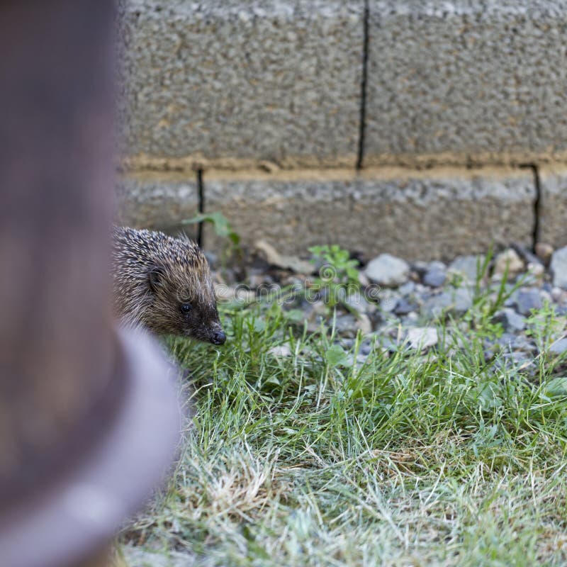 Hedgehog in the garden stock image. Image of europe - 219794687