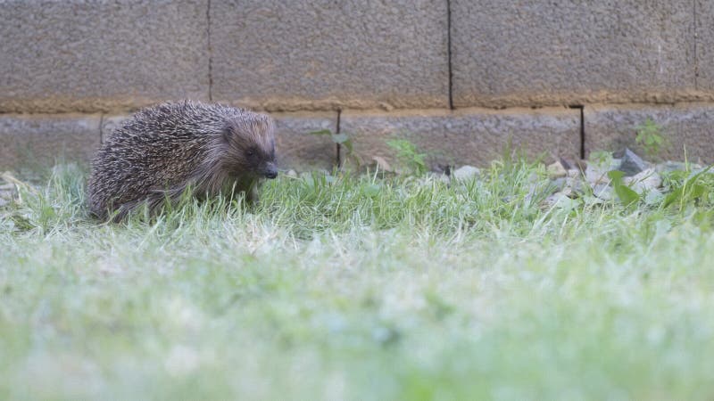 Hedgehog in the garden stock photo. Image of wildlife - 219794744