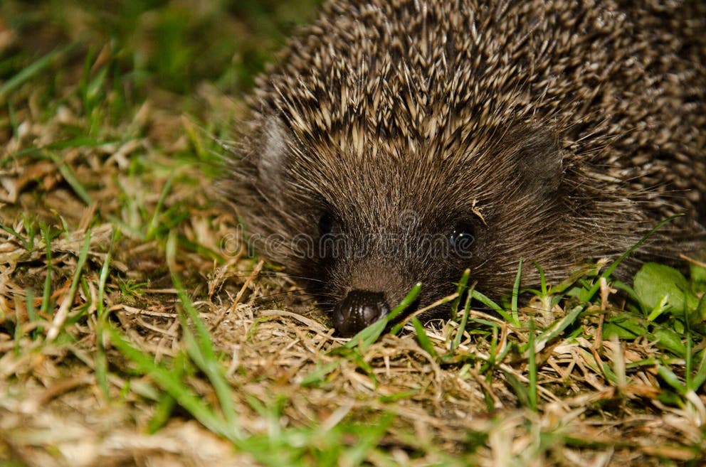 Hedgehog in the garden stock image. Image of garden, wild - 66431205