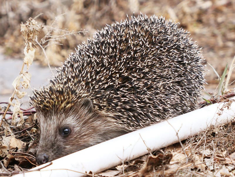 Hedgehog in a garden stock image. Image of prickly, coarse - 22728705