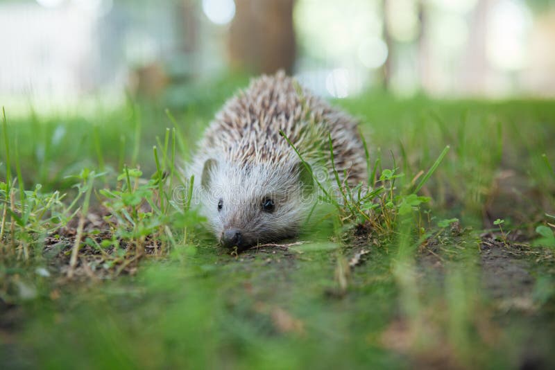Hedgehog stock image. Image of nature, pets, front, spring - 49850805