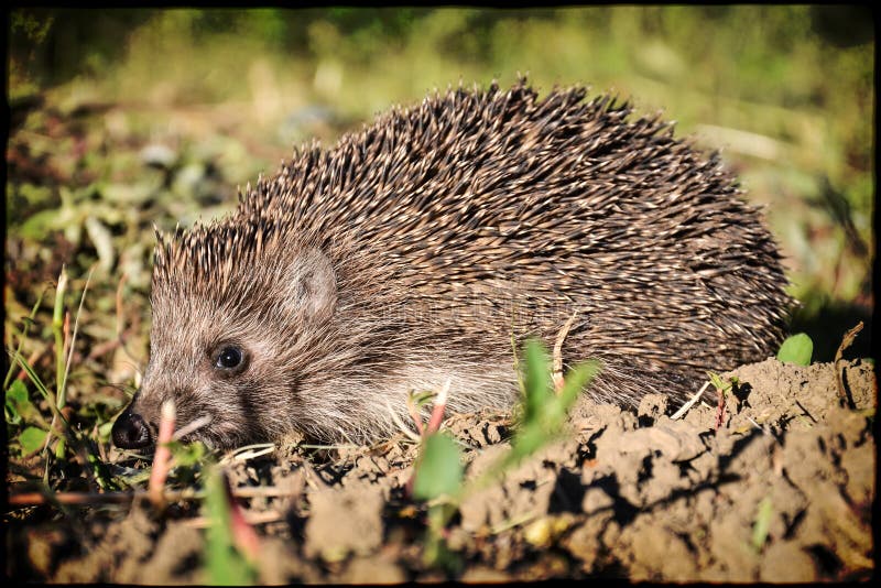 Hedgehog in the garden stock image. Image of lovely - 110767435