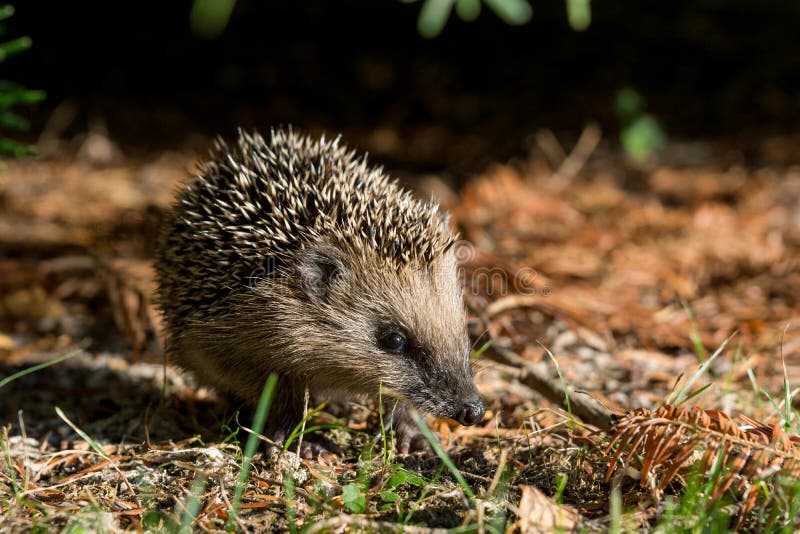 Hedgehog in the garden stock image. Image of european - 78100659