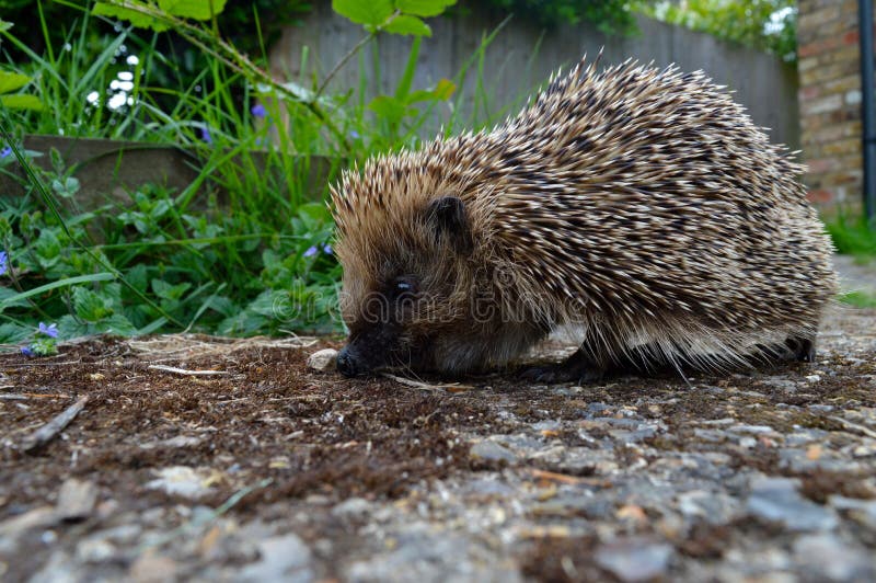 Hedgehog in garden stock image. Image of animals, interesting - 61480693