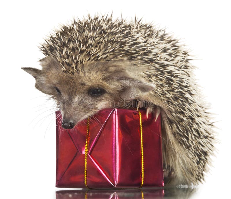 Hedgehog on gift box stock image. Image of color, life - 57792479