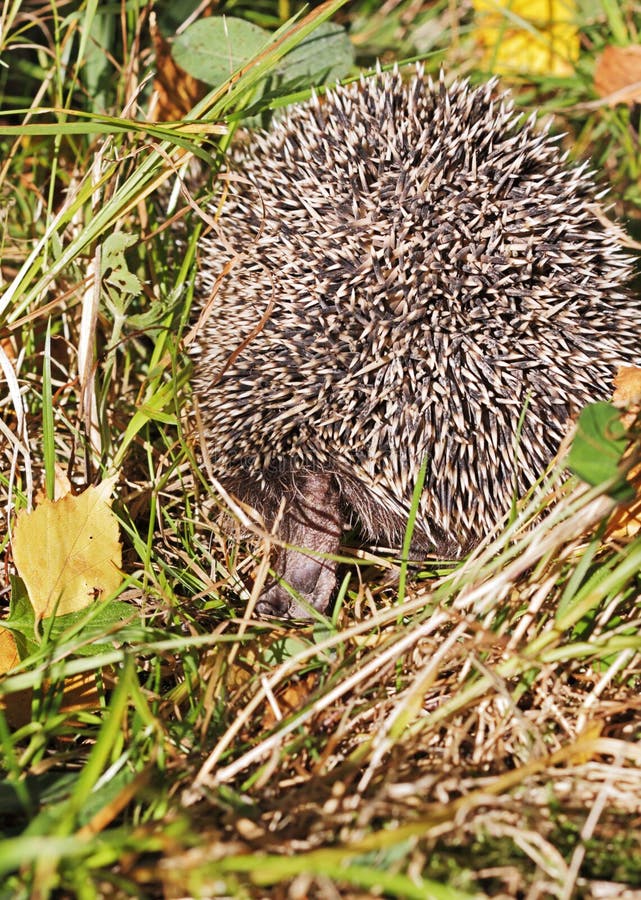 Hedgehog stock image. Image of grass, hides, away, animals - 69422383