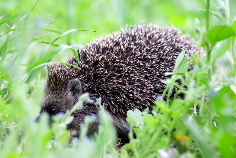 Cute Hedgehog Running On The Green Grass Stock Photo - Image of escape ...