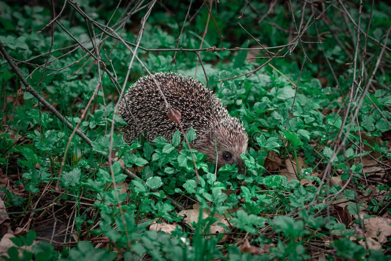 Hedgehog on the Green Grass Under the Branches of Trees in the Park ...