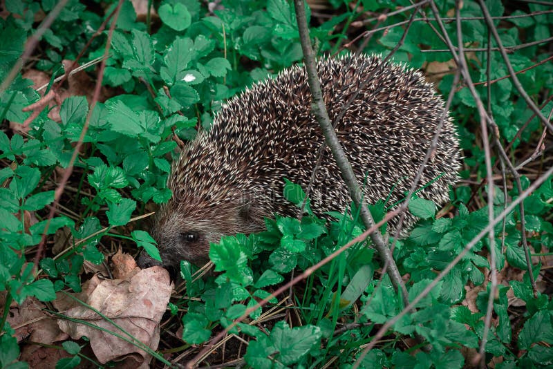 Hedgehog on the Green Grass Under the Branches of Trees in the Park ...