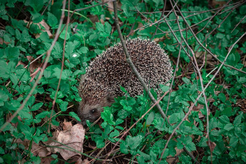 Hedgehog on the Green Grass Under the Branches of Trees in the Park ...