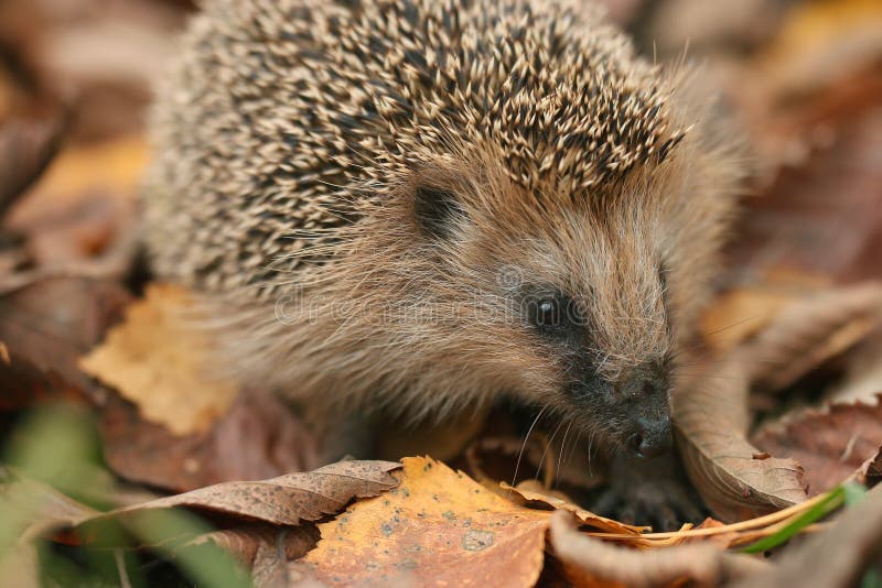 Hedgehog stock photo. Image of quill, grey, pygmy, bristle - 56696586