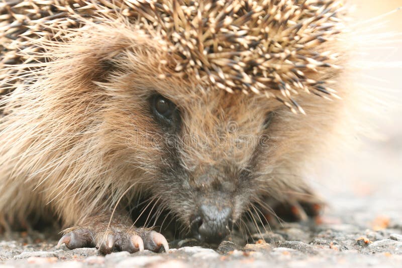 Hedgehog close-up stock photo. Image of autumn, nature - 57076846