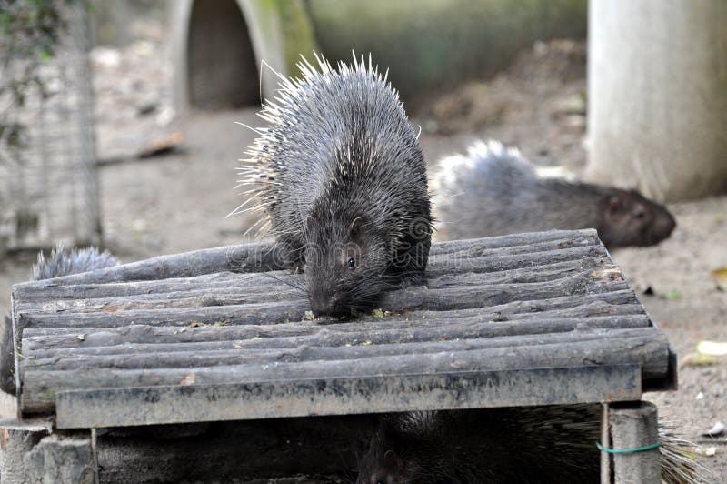 Hedgehog stock image. Image of grey, wildlife, black - 86309707