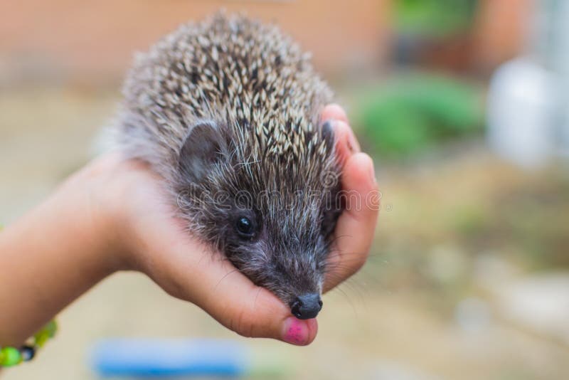 Hedgehog on hand stock image. Image of eyes, cute, small - 120228349