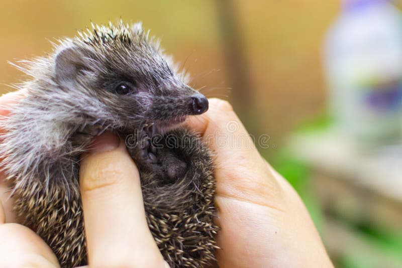 Hedgehog on hand stock image. Image of sharp, brown - 121404489