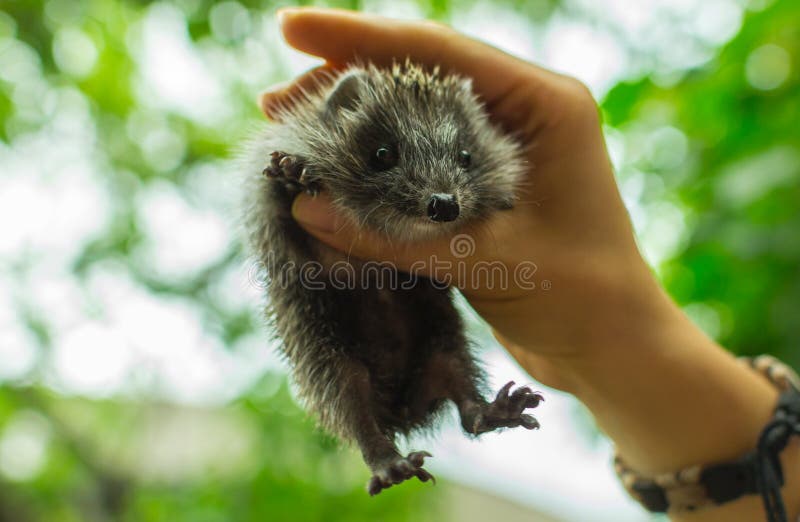 Hedgehog on hand stock image. Image of eyes, cute, small - 120228349