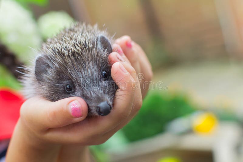 Hedgehog on hand stock image. Image of hedgehog, paws - 120436123