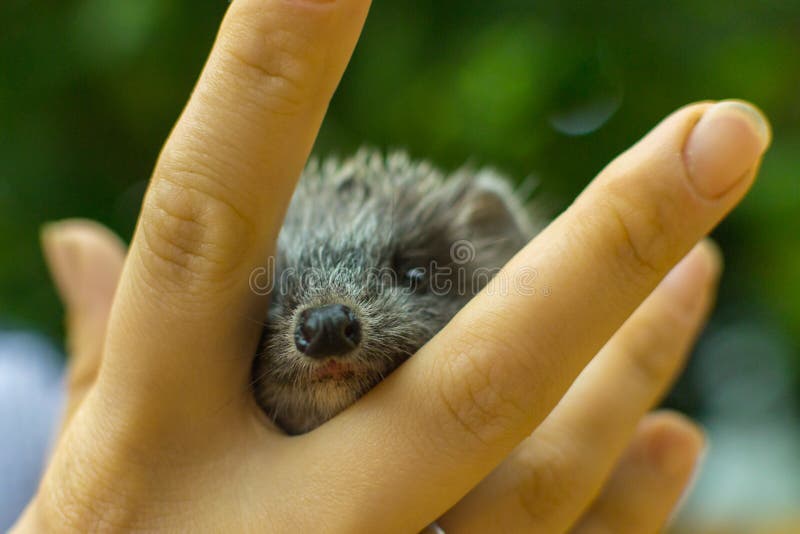 Hedgehog in the hand stock image. Image of horizontal - 19472417