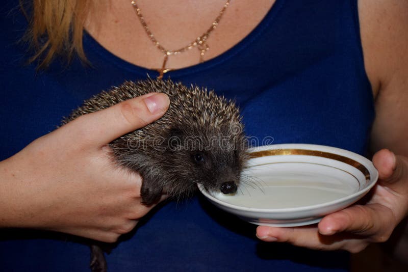 Hedgehog in the hand stock image. Image of hands, animal - 96936287
