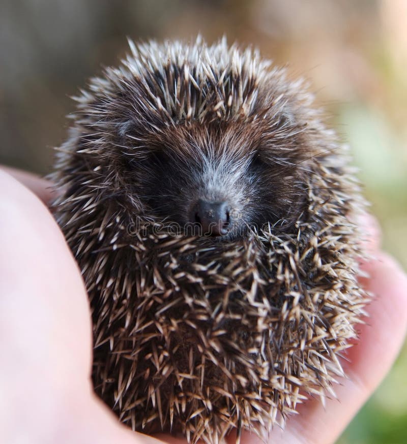 Hedgehog in hands stock image. Image of needle, spike - 12107797