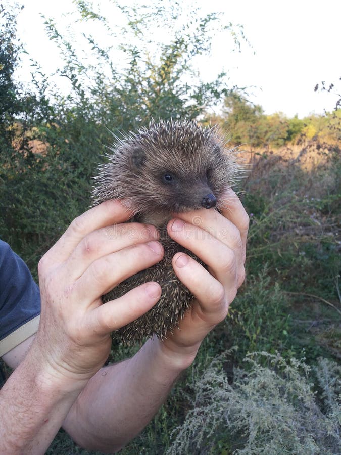 Hands holding hedgehog stock photo. Image of hedgehog - 15471174