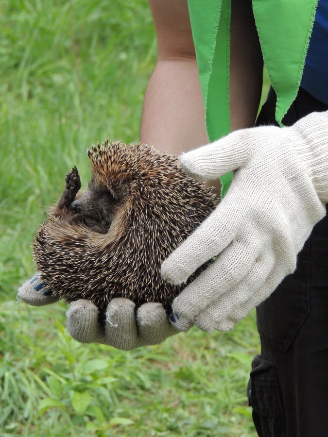 Hedgehog in the Hands of a Person Stock Image - Image of green, mammal ...
