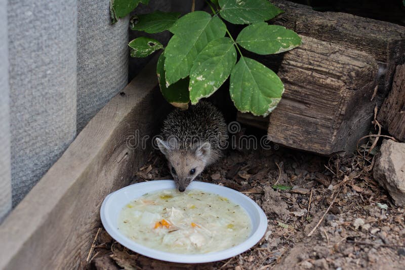 A Hedgehog Has Come Out of Hiding and is Eating Soup Stock Image ...