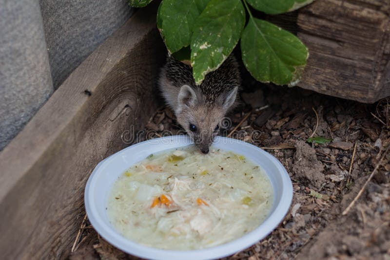 A Hedgehog Has Come Out of Hiding and is Eating Soup Stock Photo ...