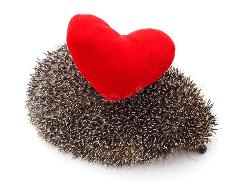 401 Hedgehog Heart Stock Photos - Free & Royalty-Free Stock Photos from ...