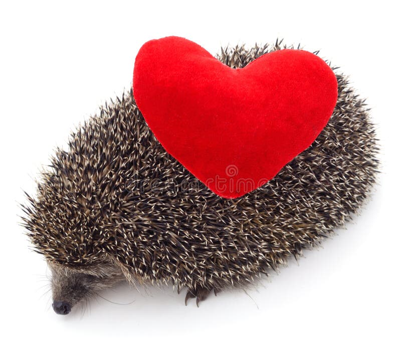 401 Hedgehog Heart Stock Photos - Free & Royalty-Free Stock Photos from ...