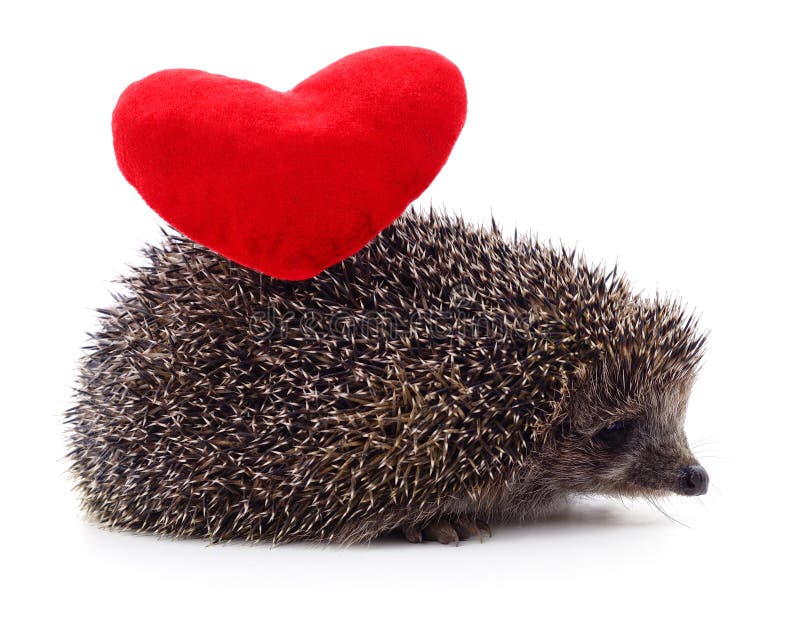 113 Hedgehog Animal Heart Stock Photos - Free & Royalty-Free Stock ...