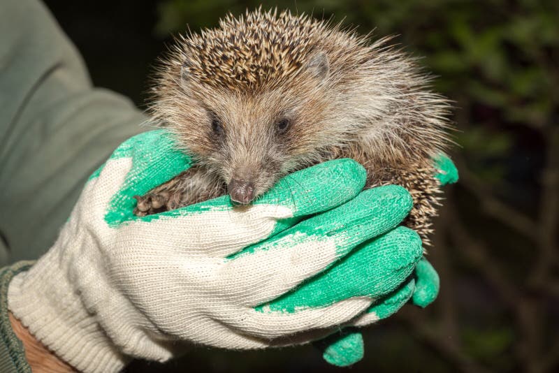 Human Hedgehogs Stock Photos - Free & Royalty-Free Stock Photos from ...