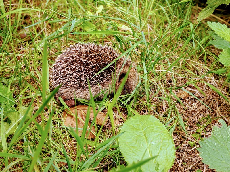 Hedgehog Hiding in the Grass Stock Photo - Image of grass, meadow ...