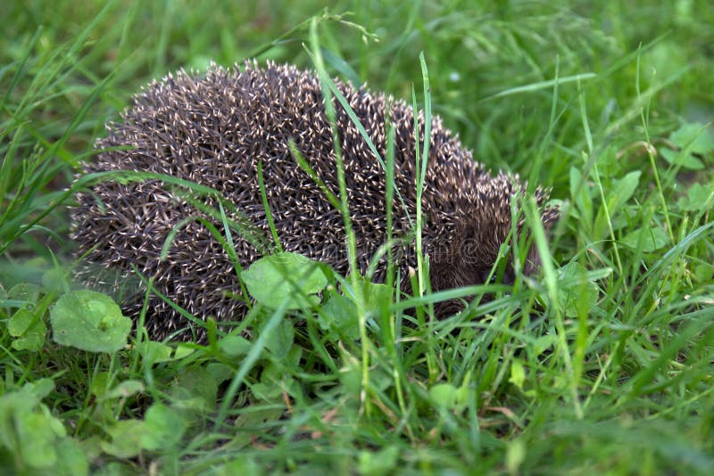 Hedgehog stock photo. Image of apples, future, heat, gardenn - 74259860