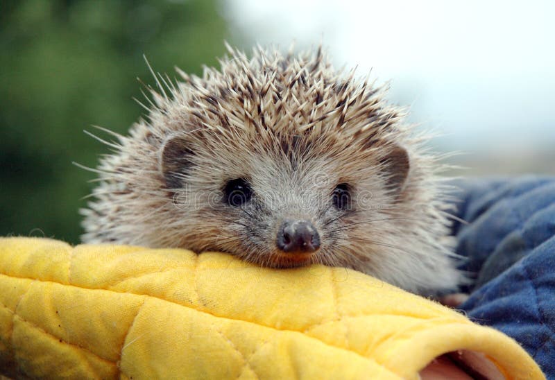 Hedgehog in human hands stock image. Image of protection - 744075