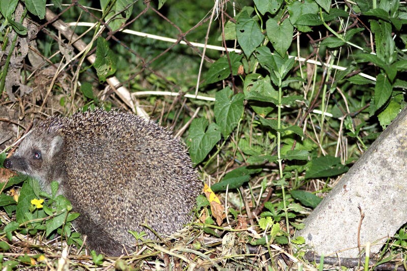 Hedgehog stock image. Image of hunting, watching, hedgehog - 95786573