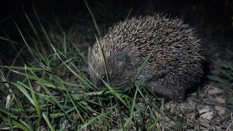 Hedgehog hunting at night stock image. Image of attention - 241183747