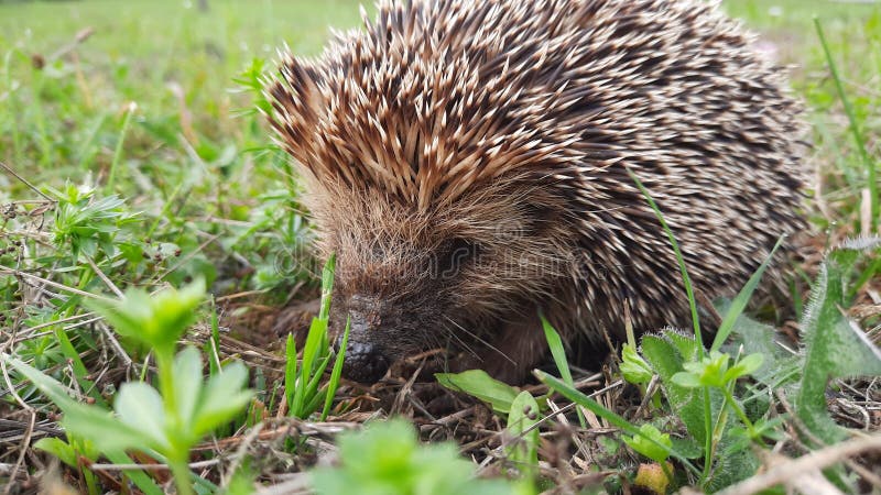 Hedgehog/ Igel 2 stock photo. Image of hedgehog, plant - 215467554