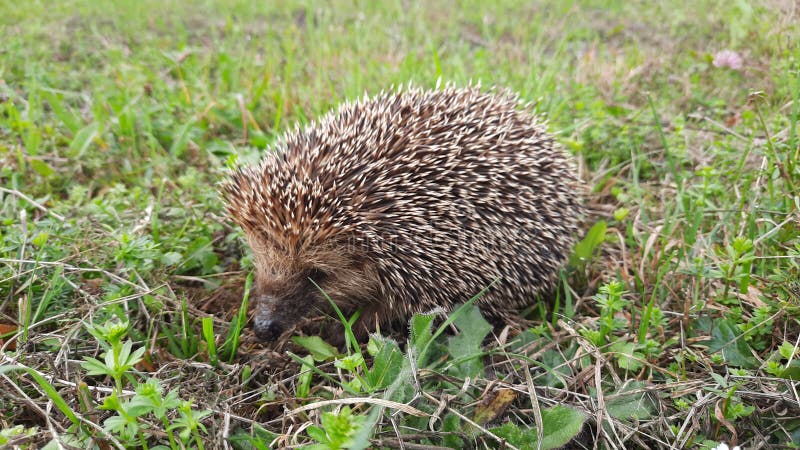 Hedgehog/ Igel 3 stock image. Image of carnivore, rodent - 215467555