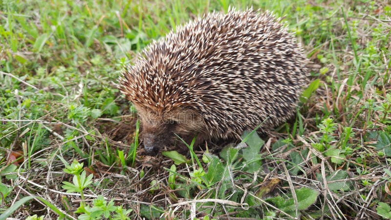 Hedgehog/ Igel 4 stock image. Image of chipmunk, grass - 215467559