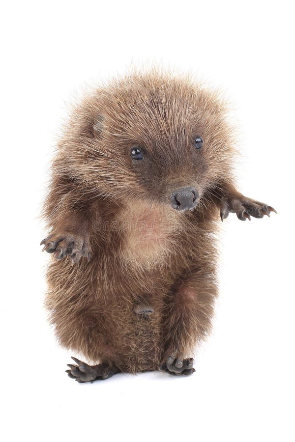 283 Hedgehog Feet Stock Photos - Free & Royalty-Free Stock Photos from ...