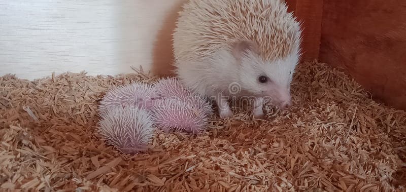 Hedgehog Landak Mini Landakmini Stock Photo - Image of indonesia ...