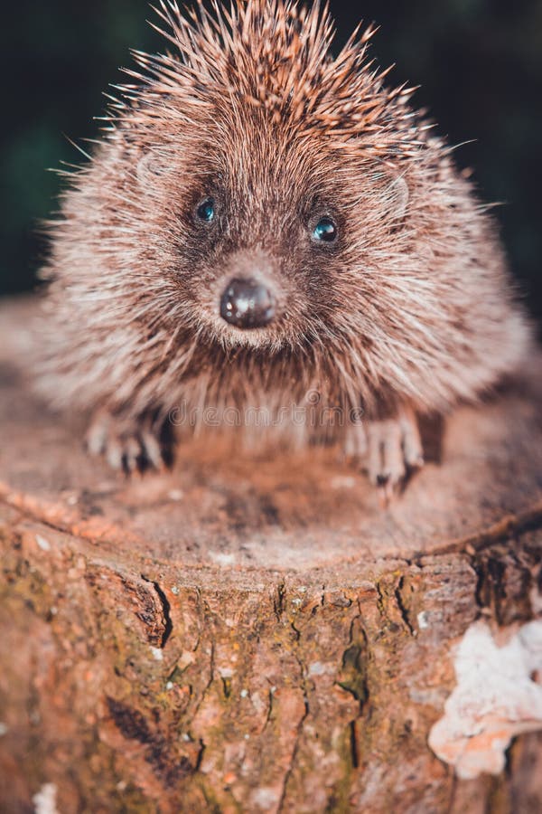 The Hedgehog, a Large and Wild Mammal Went Hunting Stock Photo - Image ...