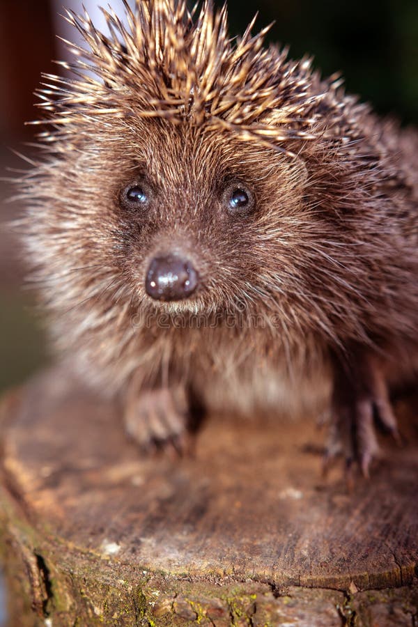 The Hedgehog, a Large and Wild Mammal Went Hunting Stock Photo - Image ...