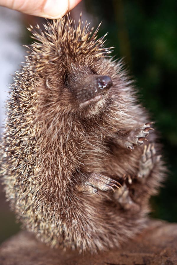The Hedgehog, a Large and Wild Mammal Went Hunting Stock Image - Image ...