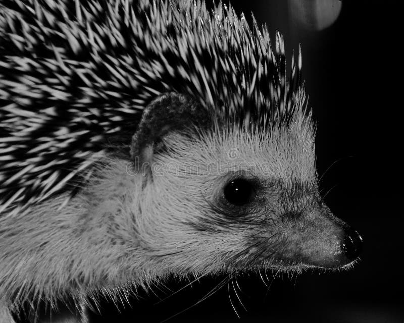 Hedgehog stock image. Image of back, creature, animal - 58793681