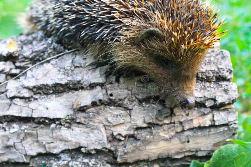 Hedgehog on the log stock image. Image of animal, prickly - 82701477
