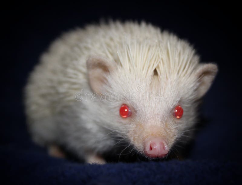 Hedgehog_love stock photo. Image of albino, pygmy, eyes - 206495670